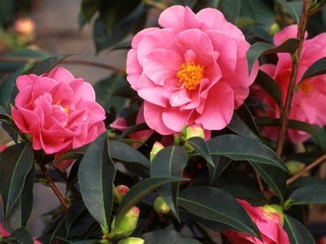 A Guide To Taiwans Best Flower Viewing Seasons And Festivals Taiwan