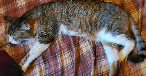 My Cat Loves Catnip Album On Imgur