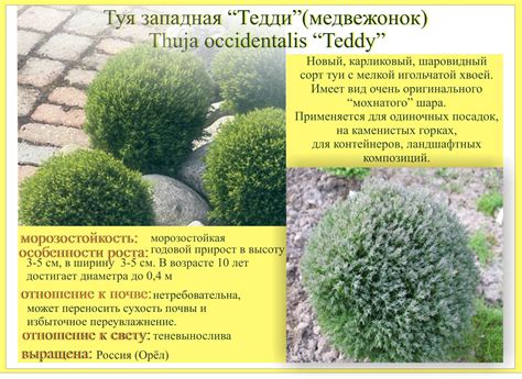 Туя западная тедди в ландшафтном дизайне (87 фото) - красивые картинки ...