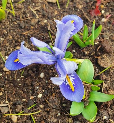 Iris X Hollandica ‘lion King Irish Fuchsia Nursery