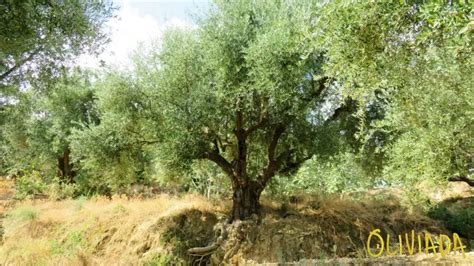 Olive Tree Root Systems Invasive Or Not A Variety Comparison