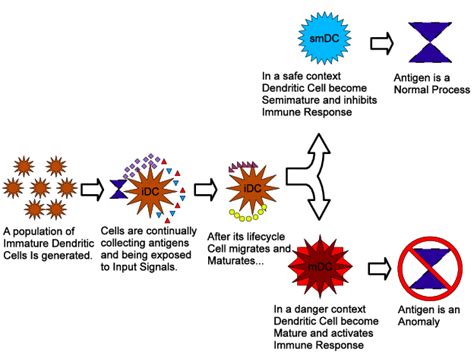 Summary Of Abstraction Of The Dendritic Cell Algorithm Download