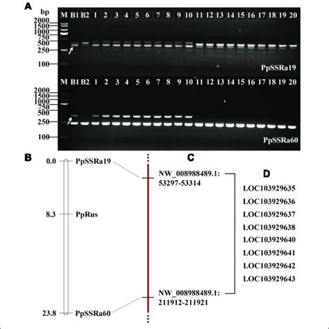 Simple Sequence Repeat Ssr Markers And Genetic Linkage Mapping Of