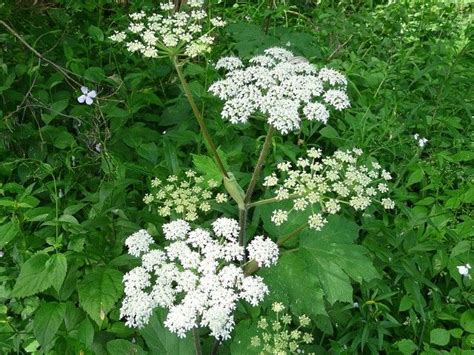Cow Parsnip Cow Parsnip Parsnips Plants