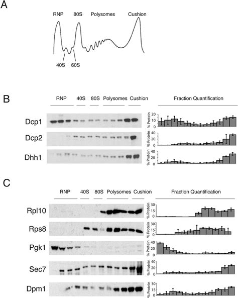 Sucrose Gradient Distribution Of The Mrna Decapping Factors After