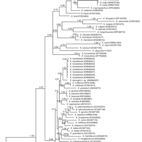 Bayesian Tree Inferred Under The Gtr I G Model From 28s Rdna D2 D3 Download Scientific