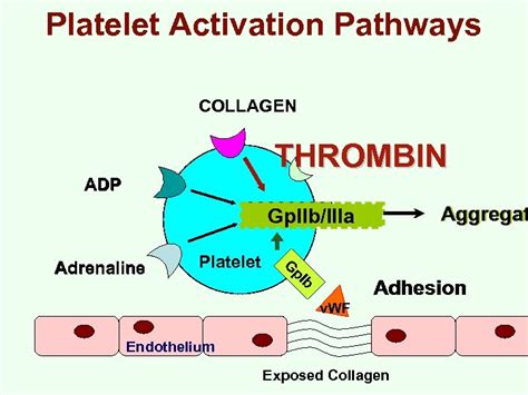 Platelets Thrombocytes Cell Fragments Bound To Megakaryocytes