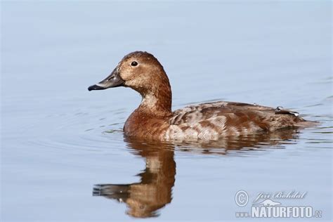 Aythya Ferina Pictures Pochard Images Nature Wildlife Photos Naturephoto