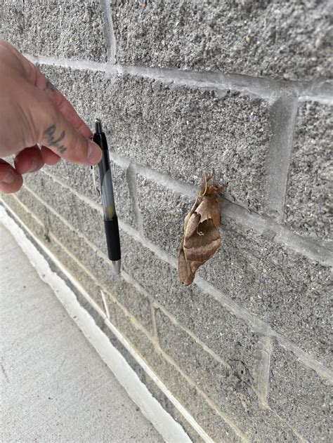 Mothra Irl Rmonsterverse