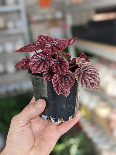 Peperomia Caperata Ruby 100mm