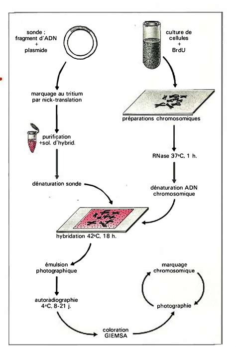 In Situ Hybridization Cpt Code At Joyce Hartmann Blog