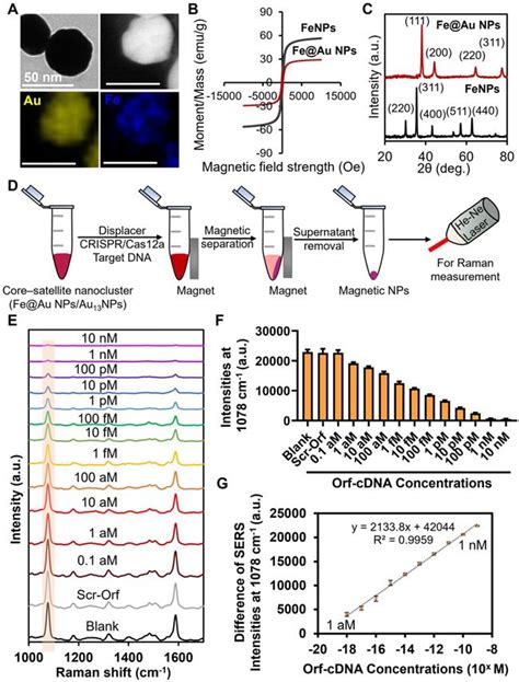 A Crispr Cas12a Integrated Sers Nanoplatform With Chimeric Dnarna Hairpin Guide For