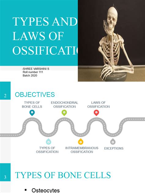 Types And Laws Of Ossification Ortho Pdf Wellness