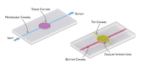 Organ On A Chip Device Illustration