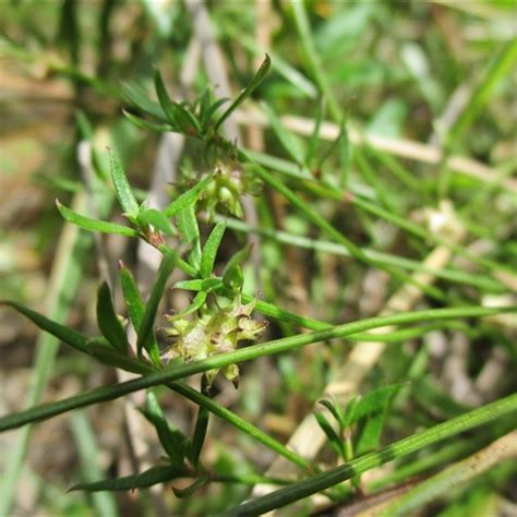 Opercularia Varia Variable Stinkweed Naturemapr Australia