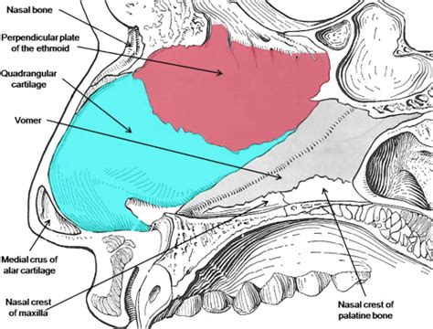 Nasal Turbinates Anatomy Pathology Outlines Normal Anatomy