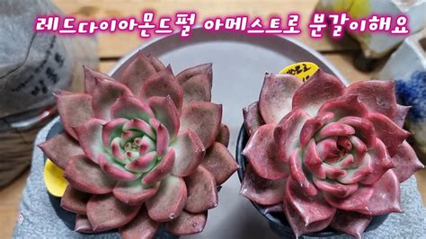 231130 붉은 색감 너무 예쁘고 잘 생긴 레드다이아몬드펄과 아메스트로 분갈이해요💕 꽃동산다육 010 3939 4304 Youtube