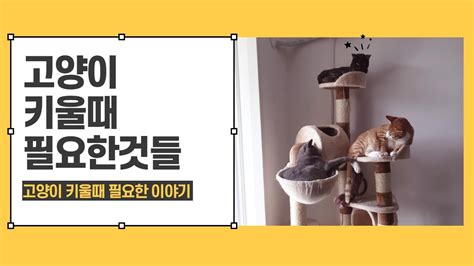 고양이 키울때 필요한것들 Youtube
