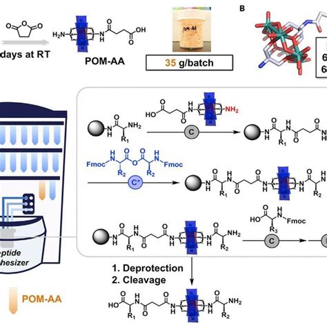 Schematic Representation Of Pom Aa And Pom Peptide Synthesis Procedure