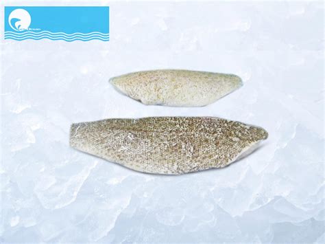 Frozen Grouper Fillet Skin On Boneless Vietoceanseafood