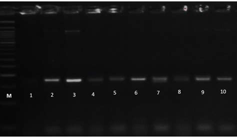 B Results Of Ssr Pcr Amplification Bands Of Dna Extracted From Old Download Scientific Diagram