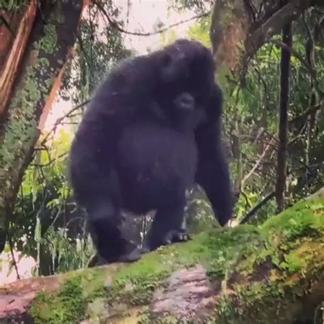 Chimp Proved Very Popular Roneyplays