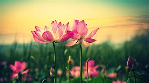 High Resolution Desktop Wallpapers 4k Hd Backgrounds On Wallpaperbat