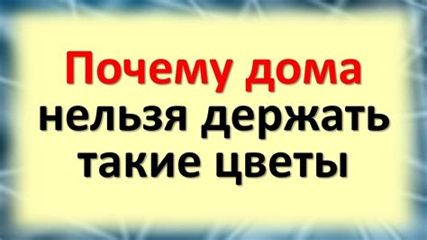 Почему дома нельзя держать такие цветы Каких растений не должно быть в Вашем доме Народные