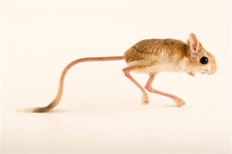 Lesser Egyptian Jerboa