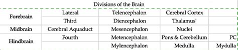 Neuroscience Diagram Quizlet