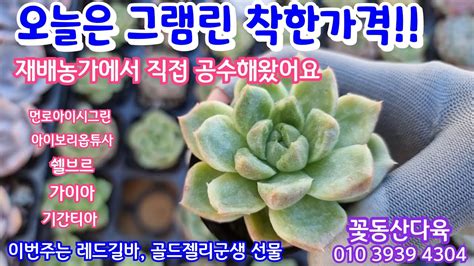 오늘은 그램린금 먼로아이시그린 아이보리옵튜사 쉘브르 가이아 기간티아 등💕 재배농가에서 직접 공수💕 꽃동산다육 010