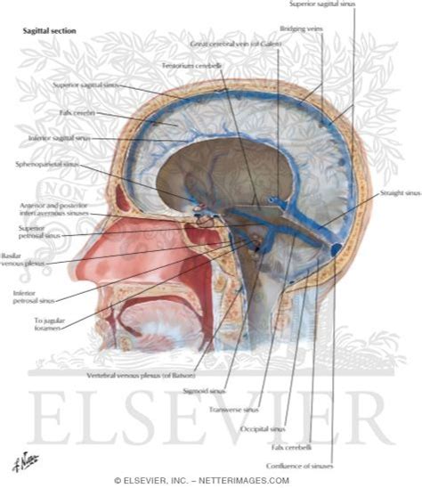Dural Venous Sinuses