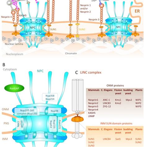 Crystal Structure Of The Linc Complex Schematic Representation Of Linc