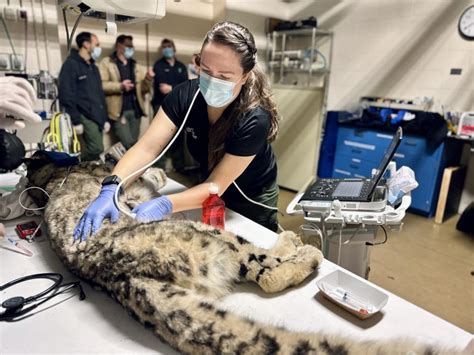 Blogs From The Field Cornell K Lisa Yang Center For Wildlife Health