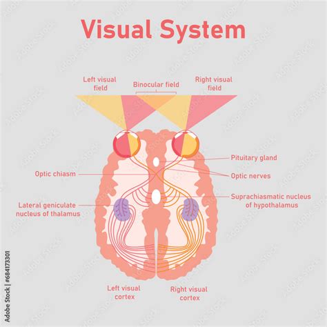 Vector De Stock The Human Visual System Pathway The Visual Pathway From The Eye To The Brain