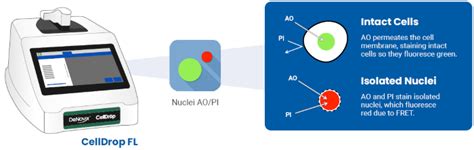 Quantification Of Isolated Nuclei