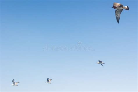 Bando De Gaivotas No Céu Azul Asas Abertas Com Penas Foto de Stock Imagem de mosca gaivotas