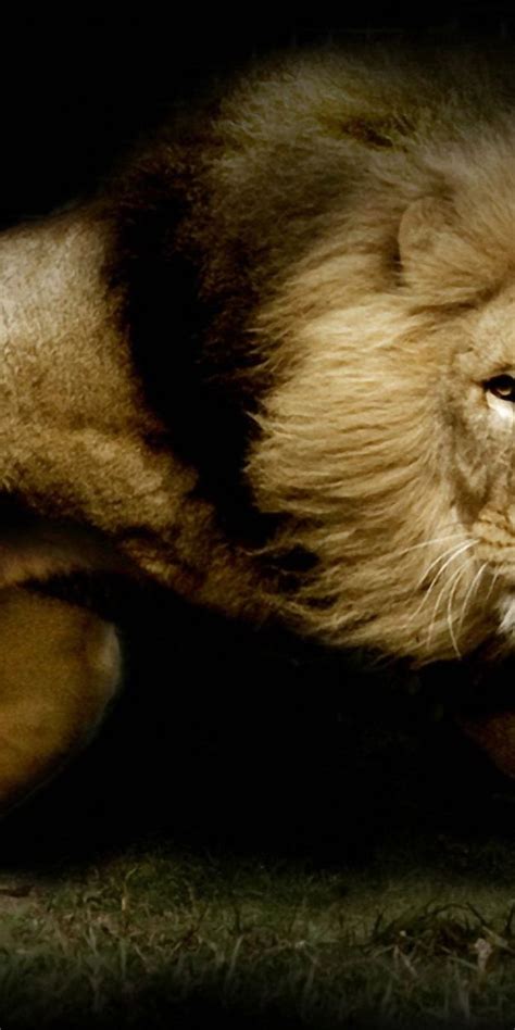 Завантажити шпалери на робочий стіл ПК Лев Тварина Коти безкоштовно 275295