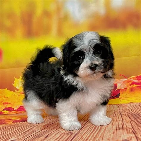 Havanese Puppies For Sale