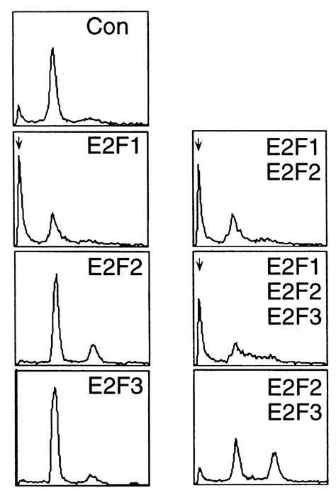 Distinct Roles For E2f Proteins In Cell Growth Control And Apoptosis Pnas