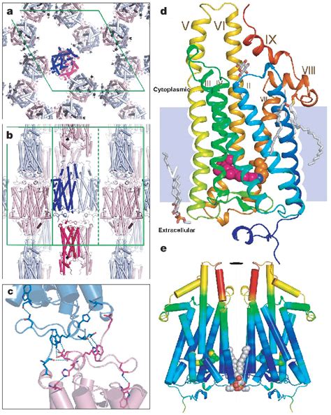 Crystal Structure Of C Terminally Truncated Squid Rhodopsin