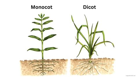Getting To Know Roses Is Rose Monocot Or Dicot