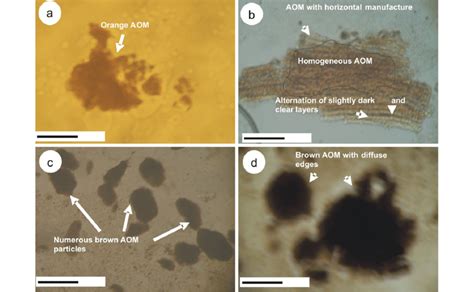 Amorphous Organic Matter Aom Observed On Transmitted Light Microscopy Download Scientific