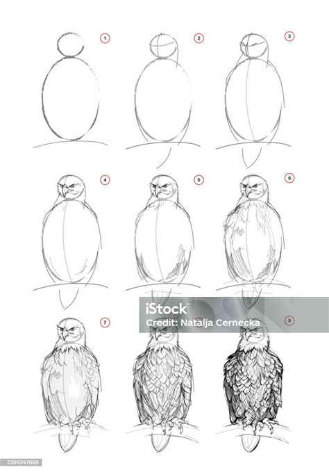 페이지는 앉은 독수리의 생활 스케치에서 그리는 법을 배우는 방법을 보여줍니다 연필 드로잉 레슨 아티스트를 위한 교육 페이지입니다 예술적 기량을 개발하기 위한 교과서 온라인