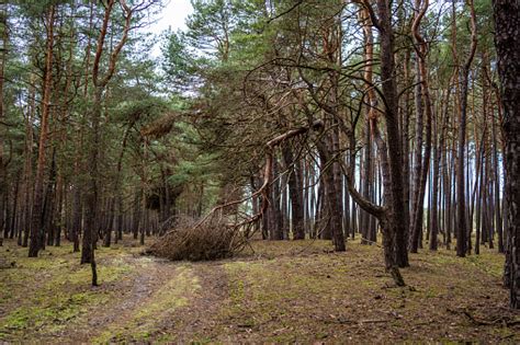 숲의 횡재 폭풍 피해 강한 허리케인 바람 후 침엽수 림에서 타락한 나무 자연 재해 슬로바키아 유럽 가을에 대한 스톡 사진 및 기타 이미지 Istock