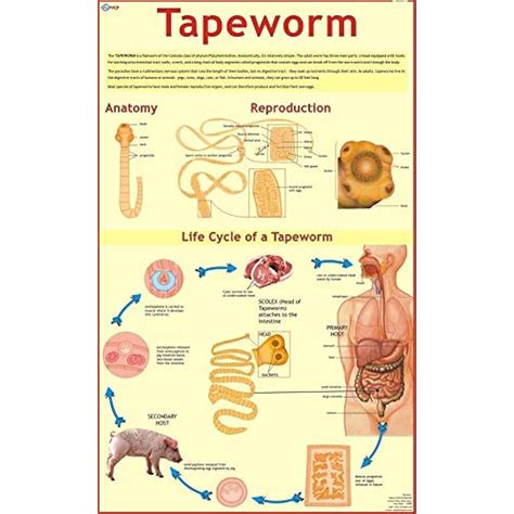 Chart Tape Worm Price In Kenya