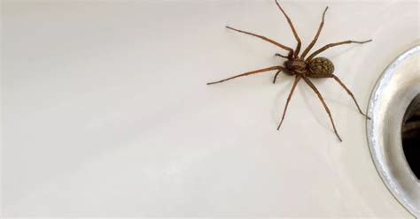 Thousands Of Sex Crazed Spiders Are Invading UK Homes Through Cracks And Open Windows Mirror