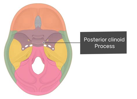 Posterior Clinoid Process The Pneumatisation Of Anterior Clinoid