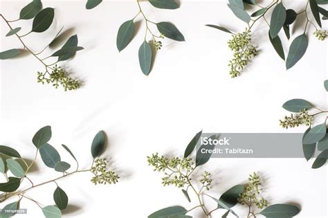 프레임 녹색 베리 유칼립투스 포퓰러스 잎으로 만든 테두리 흰색 테이블 배경에 격리된 나무 분기입니다 꽃 구성 여성 스러운 스타일의 스톡 플랫 레이 이미지 탑 뷰 공간을