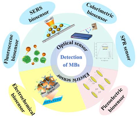 Advances In Biosensors For The Rapid Detection Of Marine Biotoxins